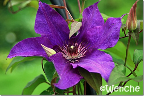 Wenches hage: Clematis, roser og liljer